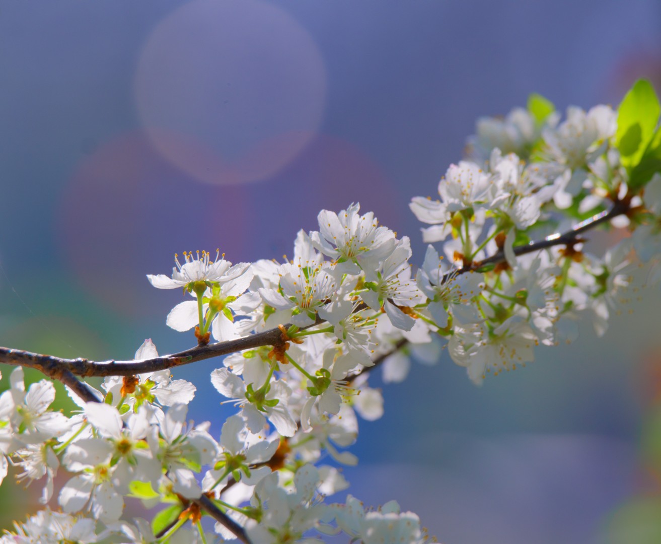 Cherry blossoms – SGギャラリー